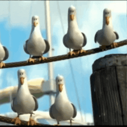 Finding Nemo Birds GIF | GIFDB.com