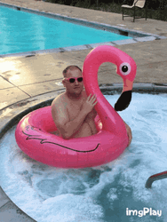 Flamingo Floaters GIF | GIFDB.com