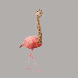 Flamingo Giraffe Fusion GIF | GIFDB.com