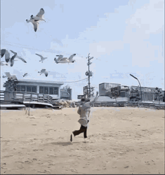 Flock Of Seagulls Attacking Man Running Away GIF | GIFDB.com
