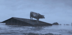 Flood Barn House Sink Stuck Cow Roof GIF | GIFDB.com