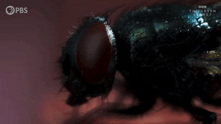 Fly Grooming Its Head GIF | GIFDB.com