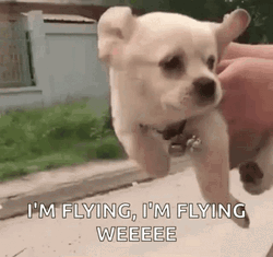 Hilarious Puppy Pretends Flying GIF | GIFDB.com