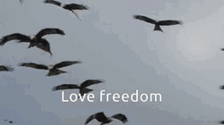 Flying Birds Love Freedom GIF | GIFDB.com