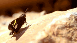 Flying Butterfly Fly Away Insects GIF | GIFDB.com