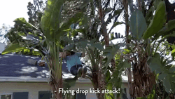 Flying Drop Kick Attack Hanging On Banana Leaves GIF | GIFDB.com