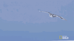 Flying Hedwig On Sky GIF | GIFDB.com