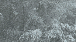 Forest Snow Fall GIF | GIFDB.com