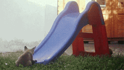 Fox Running Up The Slide GIF | GIFDB.com