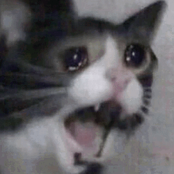 Sobbing Sad Cat Crying Face GIF | GIFDB.com