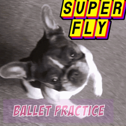 French Bulldog Ballet Practice GIF | GIFDB.com
