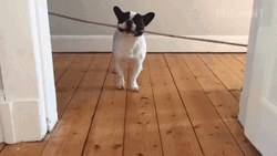 French Bulldog Bite String GIF | GIFDB.com