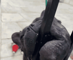 French Bulldog Biting Metal GIF | GIFDB.com