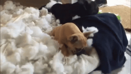 French Bulldog Playing Cotton GIF | GIFDB.com