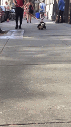 French Bulldog Running Dog Costume GIF | GIFDB.com