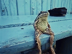 Frog Animal Sitting GIF | GIFDB.com