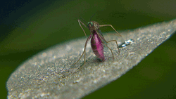 Frog Eat Mosquito GIF | GIFDB.com