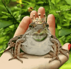 Frog GIFs | GIFDB.com