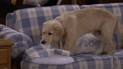 Fuller House Dog Destroying Pillow GIF | GIFDB.com