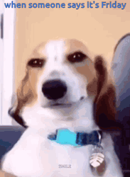 Fun Friday Dog Smug Face GIF | GIFDB.com