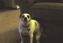 Funky Dancing Dog Moves GIF | GIFDB.com