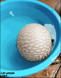 Funny Amazing Pufferfish Deflate GIF | GIFDB.com