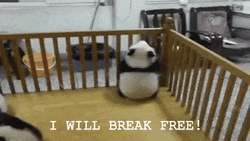Funny Baby Panda Escape GIF | GIFDB.com