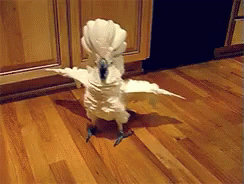 Bird GIFs | GIFDB.com