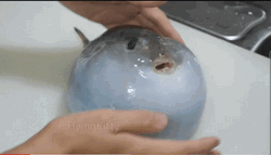 Funny Bouncing Chubby Pufferfish GIF | GIFDB.com