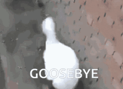 Funny Bye Goose Walking Away GIF | GIFDB.com