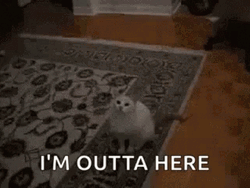 Funny Bye White Cat Jumping In Two Paws GIF | GIFDB.com
