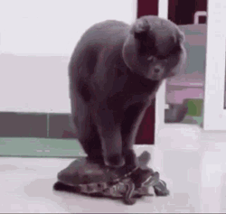 Funny Cat And Turtle Interaction GIF | GIFDB.com