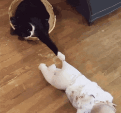 Funny Cat Can't Let Go Of The Baby GIF | GIFDB.com