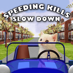 Funny Cat Driving Speeding Kills Slow Down GIF | GIFDB.com