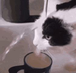 Funny Cat Error Mode Detected GIF | GIFDB.com