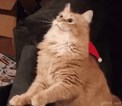 Funny Cat Merry Christmas GIF | GIFDB.com