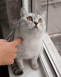 Funny Cat Not Moving GIF | GIFDB.com