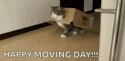 Funny Cat On Box Happy Moving Day GIF | GIFDB.com