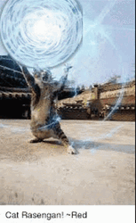 Funny Cat Rasengan Rasencat GIF | GIFDB.com