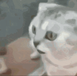 Funny Cat Shocked Of Its Reflection GIF | GIFDB.com
