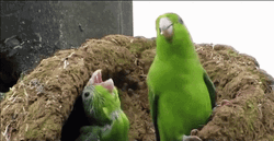 Funny Celebration Dancing Parrots GIF | GIFDB.com