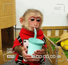 Funny Cute Monkey Sipping Drink GIF | GIFDB.com