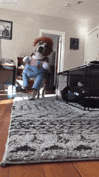 Funny Dog Halloween Chucky Doll GIF | GIFDB.com