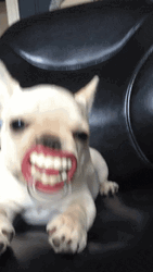 Funny Dog Halloween Dentures GIF | GIFDB.com