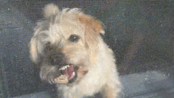 Funny Dog Hungry Bite GIF | GIFDB.com