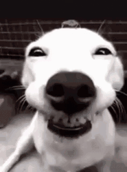 Funny Dog Wacky Smile GIF | GIFDB.com
