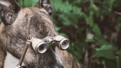 Funny Dog Watching With Binoculars GIF | GIFDB.com