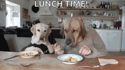 Funny Dogs Lunch Time Eating GIF | GIFDB.com