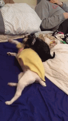 Funny Dogs Moving Hysterically GIF | GIFDB.com