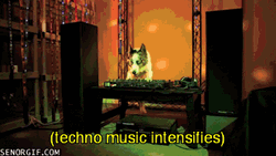 Funny Dogs Rave Party Time GIF | GIFDB.com